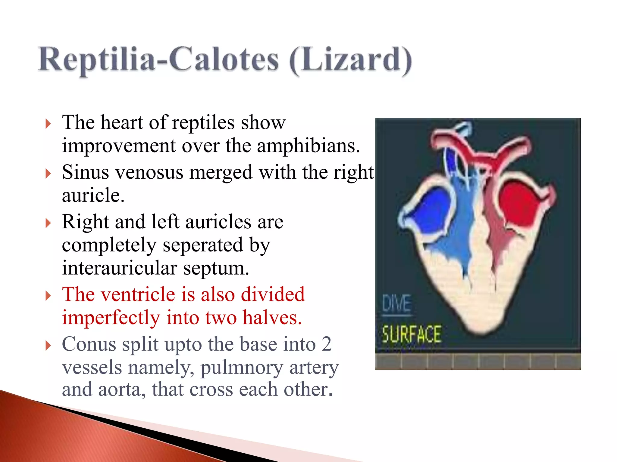 Comparative anatomy of heart structure | PPTX