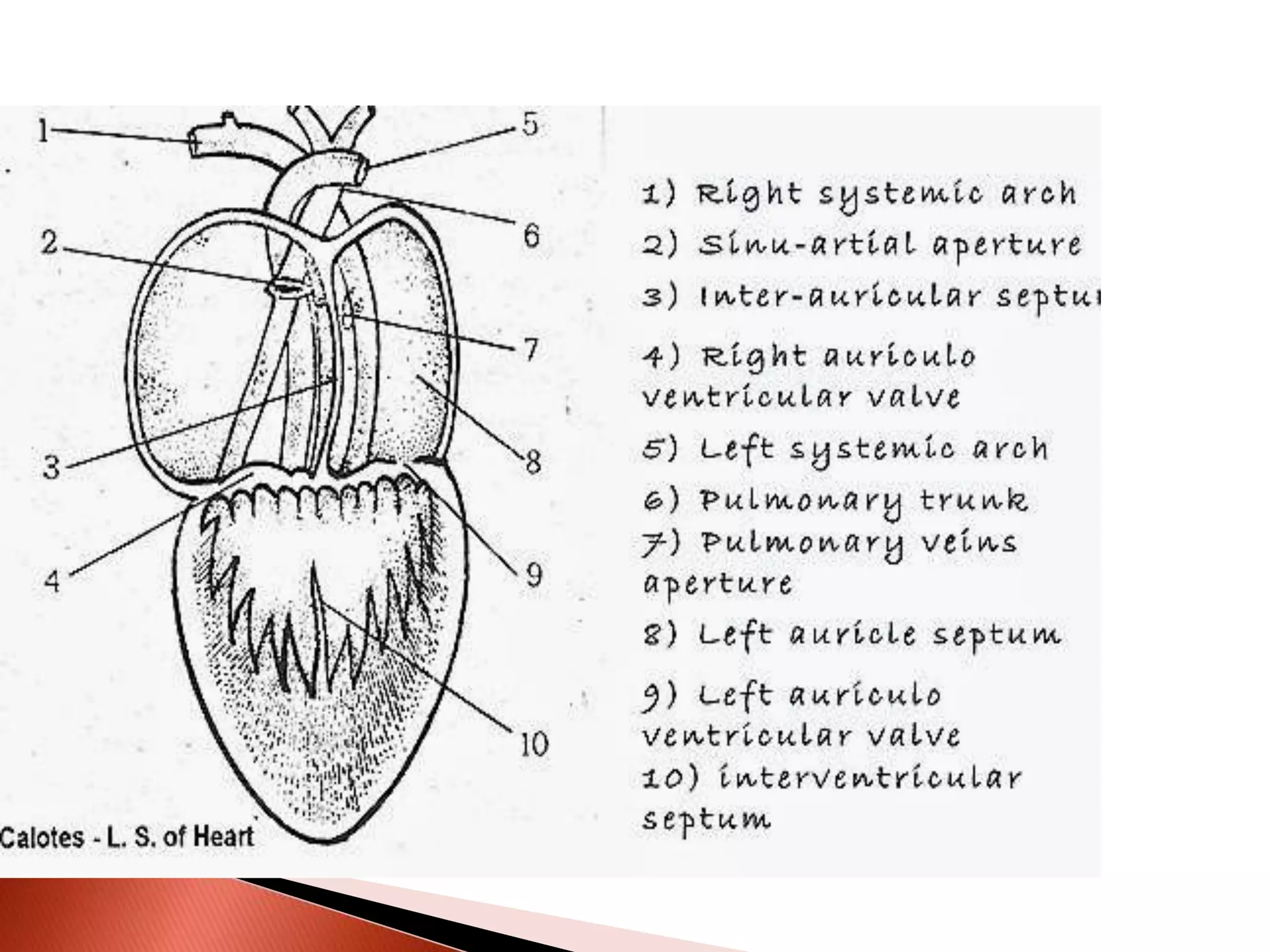 Comparative anatomy of heart structure | PPTX