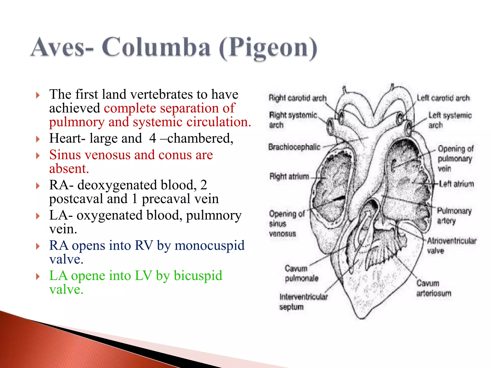 Comparative anatomy of heart structure | PPTX