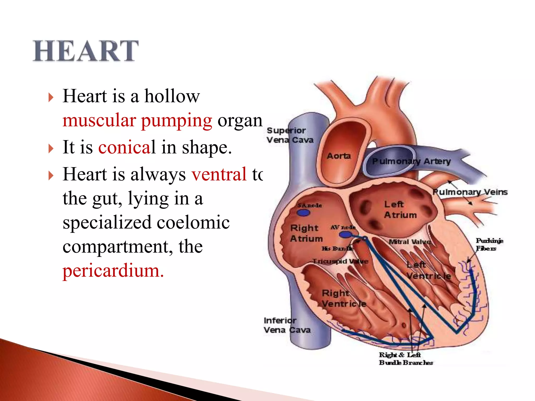 Comparative anatomy of heart structure | PPTX