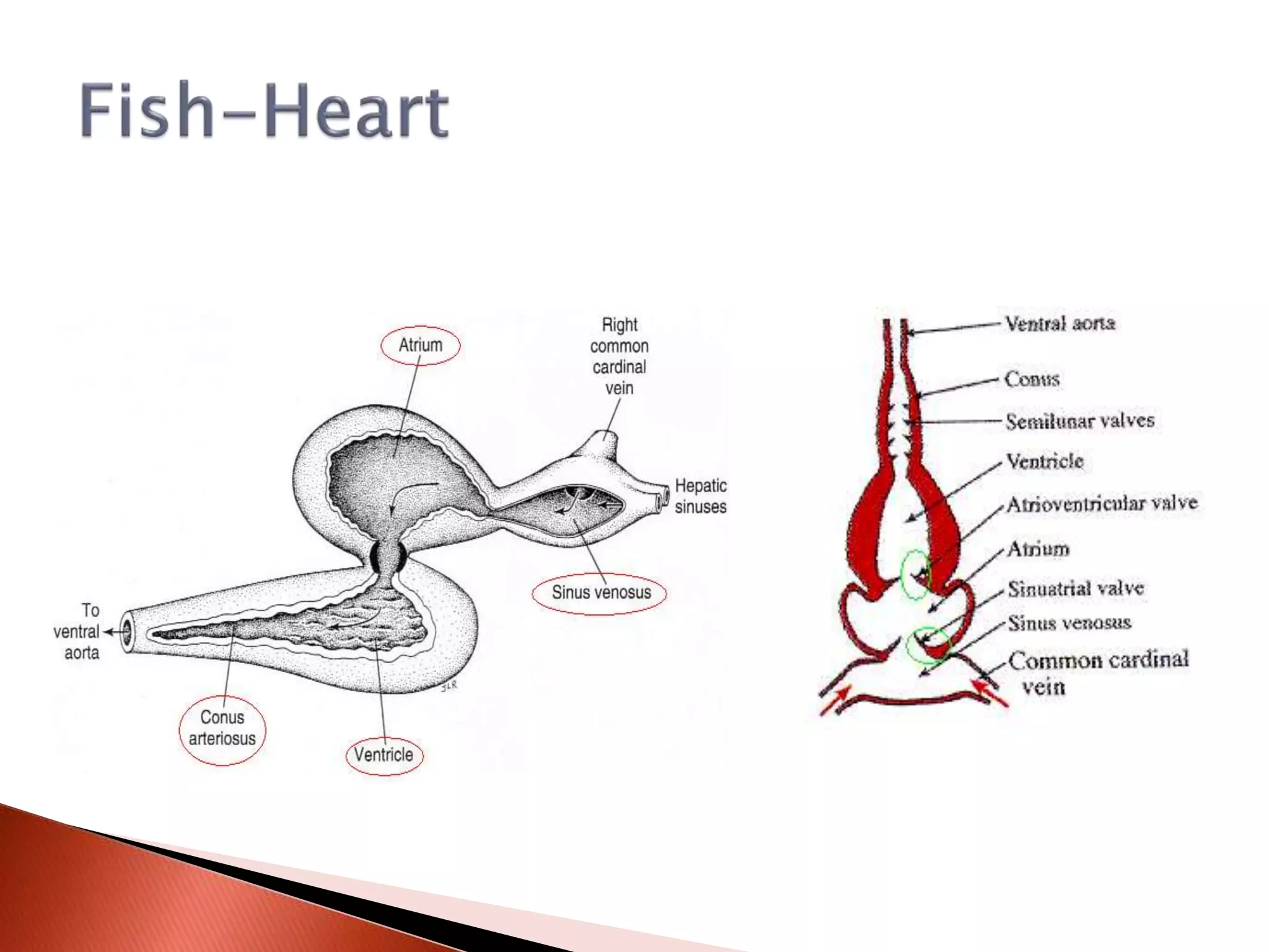 Comparative anatomy of heart structure | PPTX