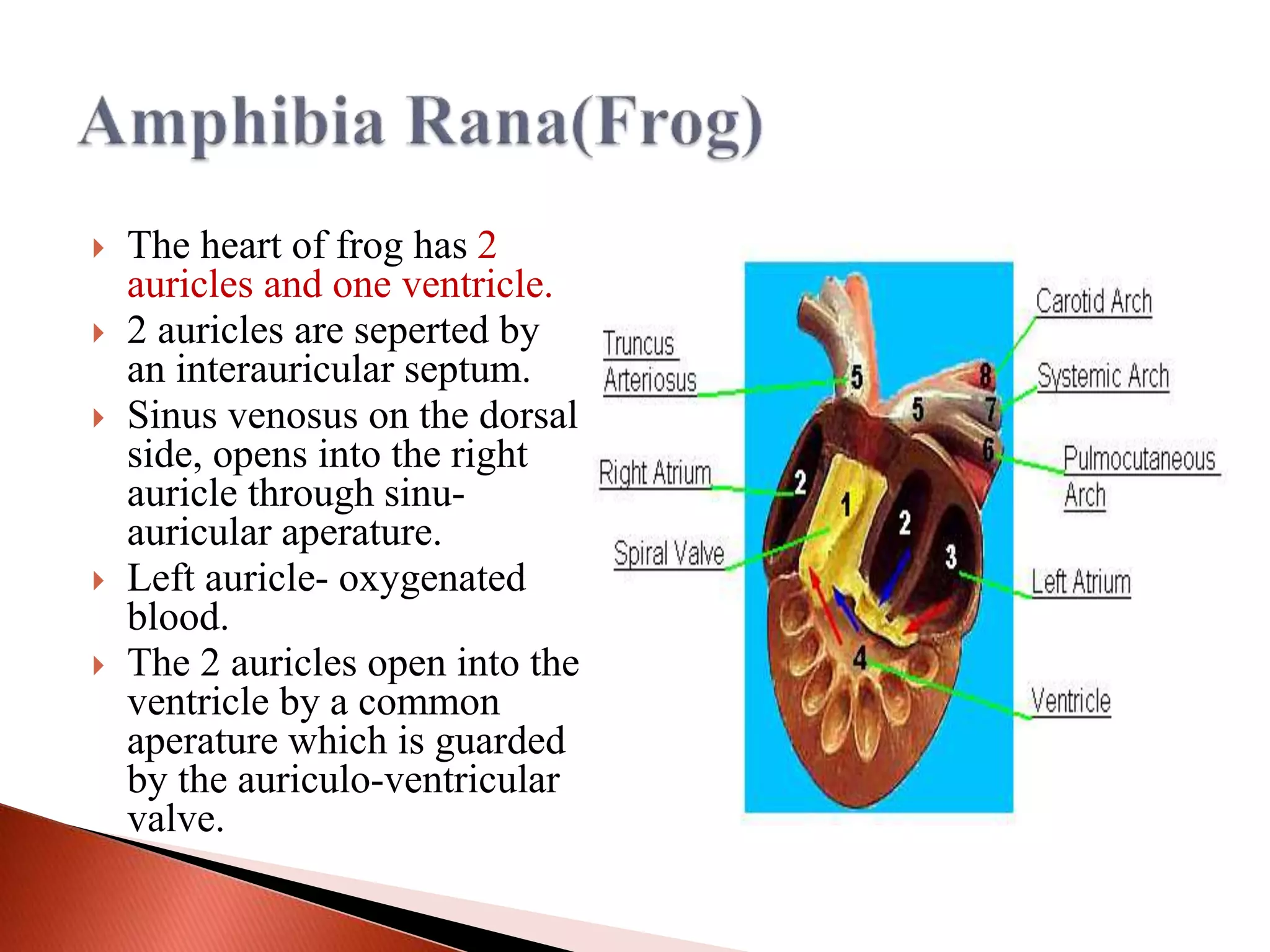 Comparative anatomy of heart structure | PPTX