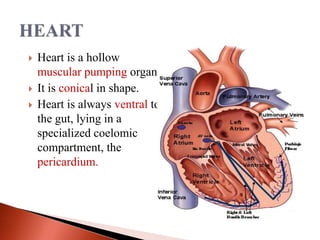 Comparative anatomy of heart structure | PPTX