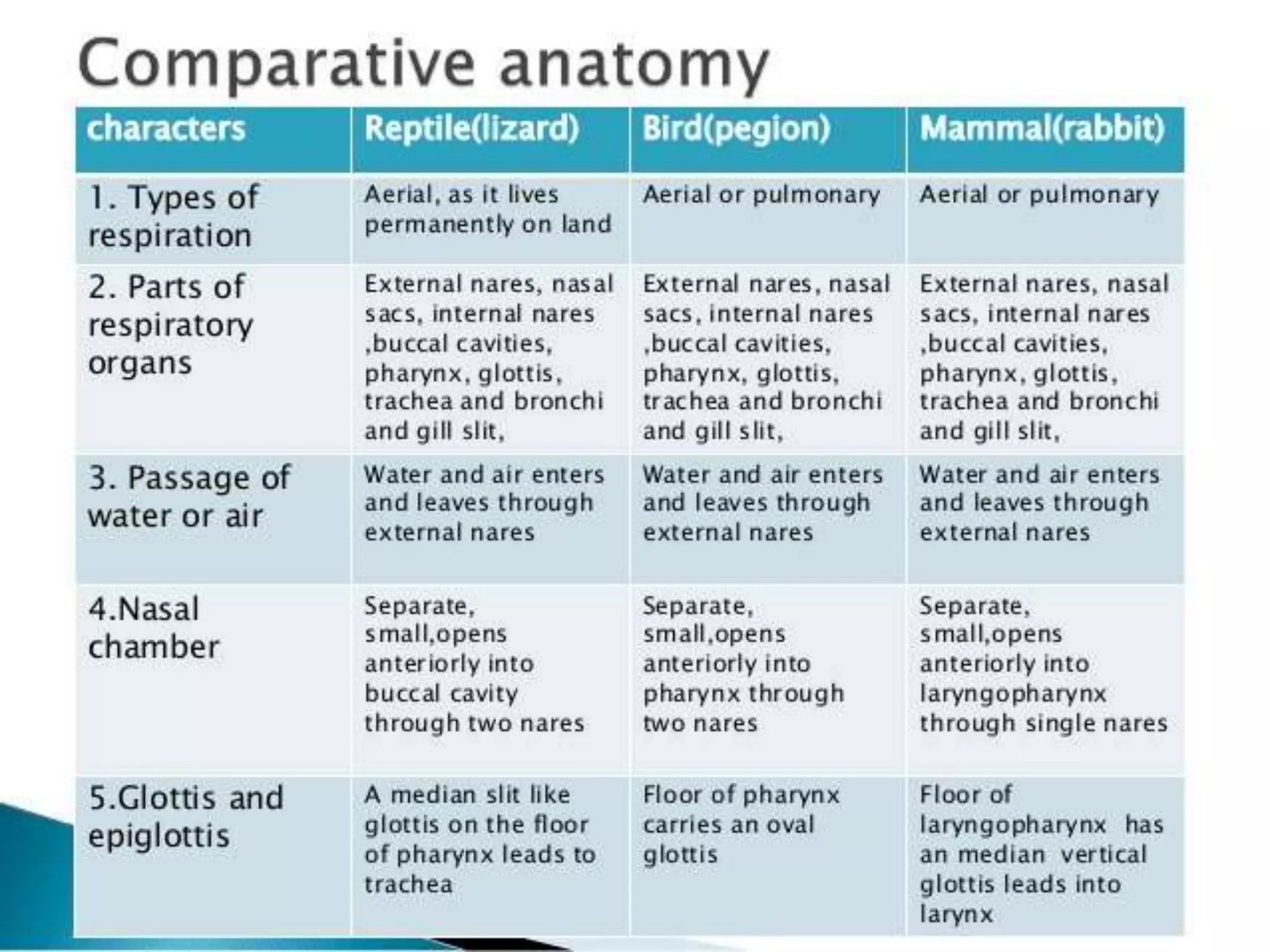 comparative anatomy of respiratory system.pdf