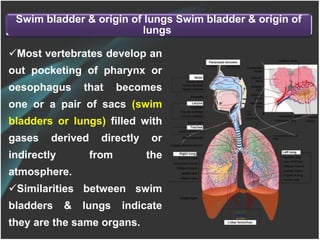 comparative anatomy of respiratory system.pdf