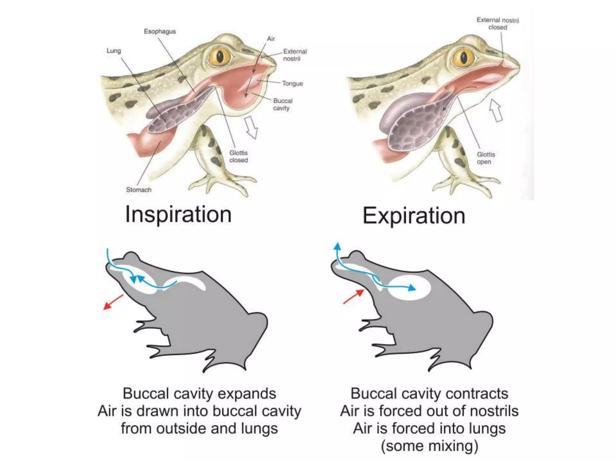 Comparative Anatomy of Respiratory System of Vertebrates | PPTX