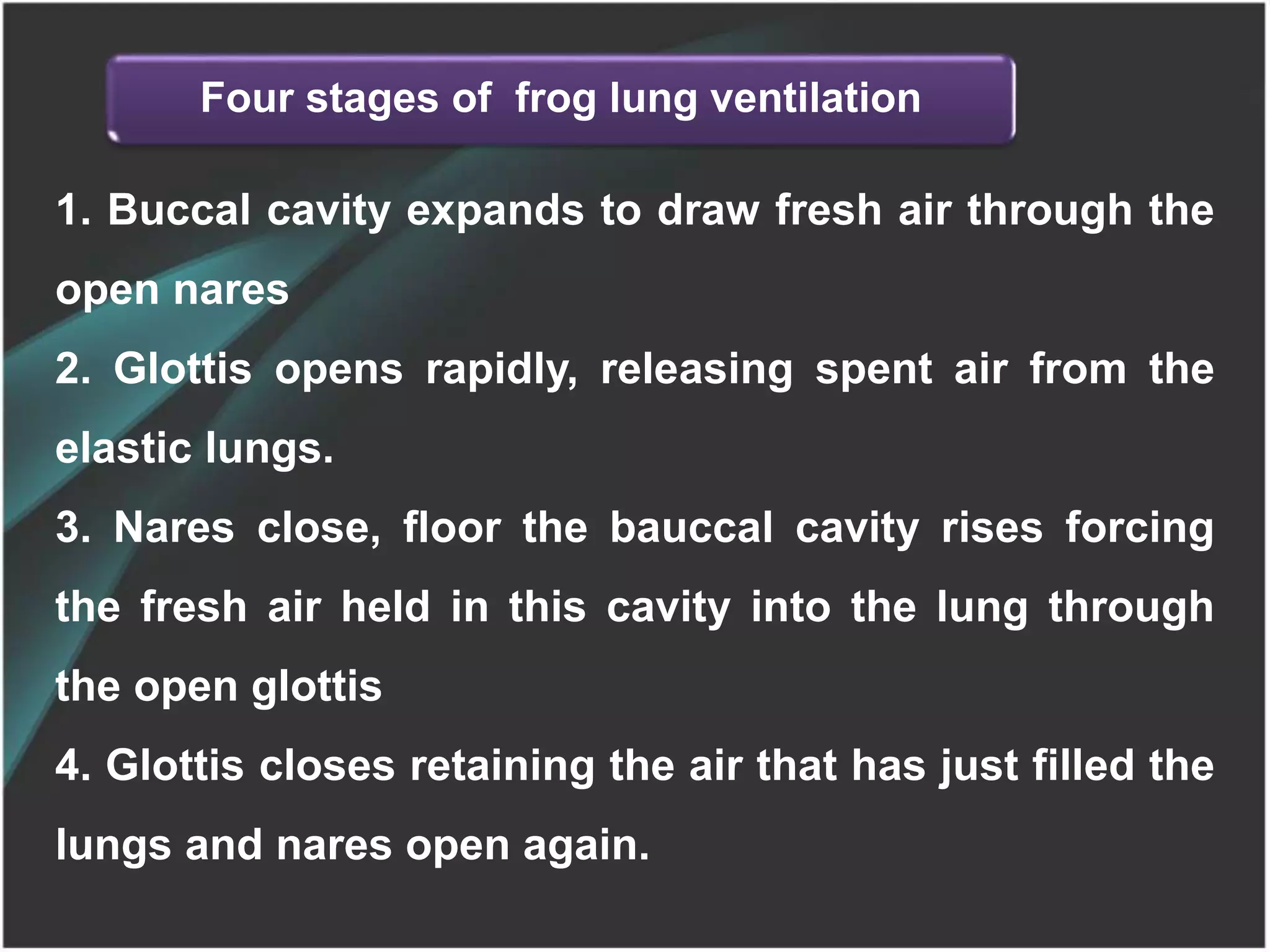 Comparative Anatomy of Respiratory System of Vertebrates | PPTX