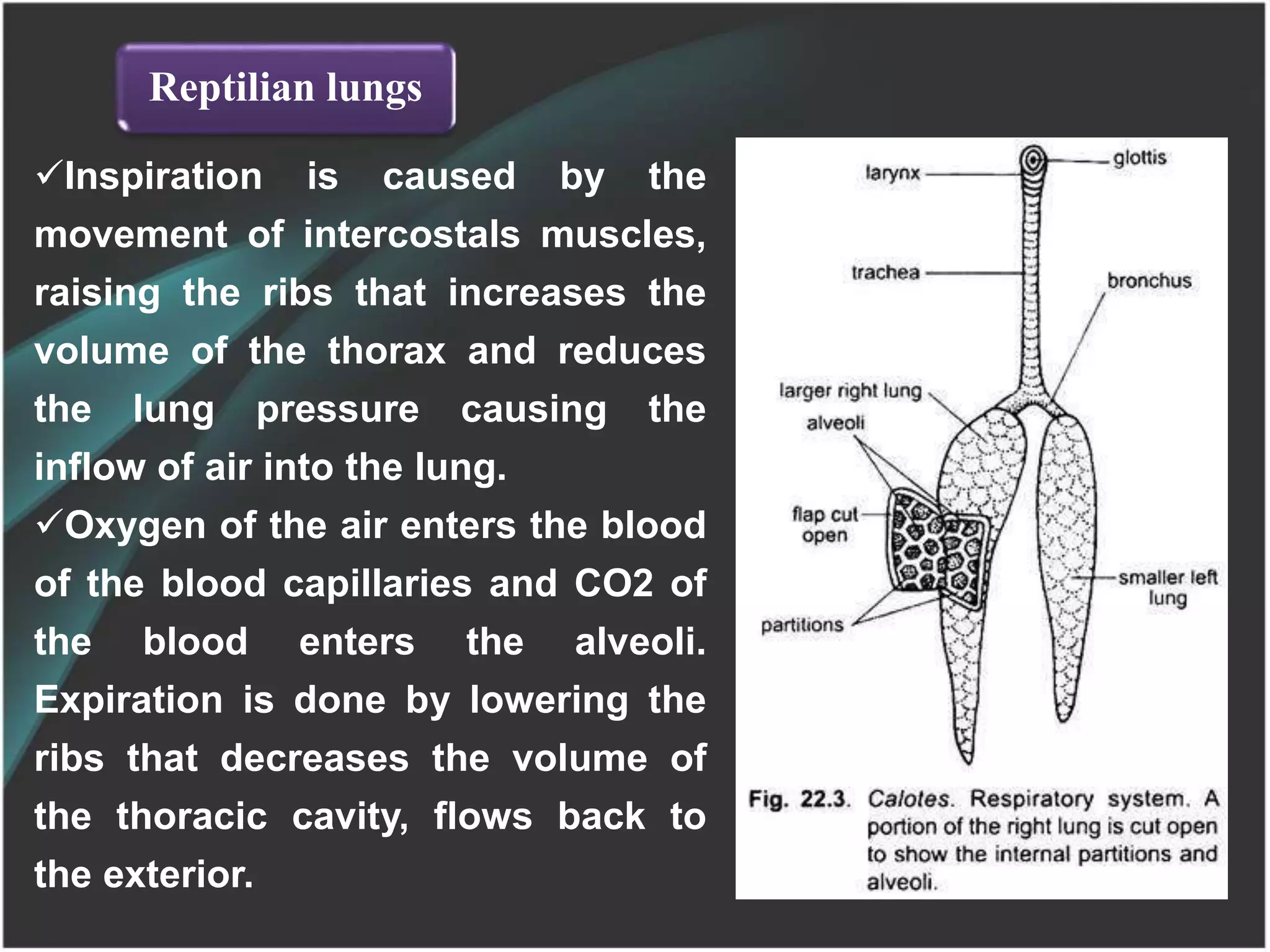 Comparative Anatomy of Respiratory System of Vertebrates | PPTX