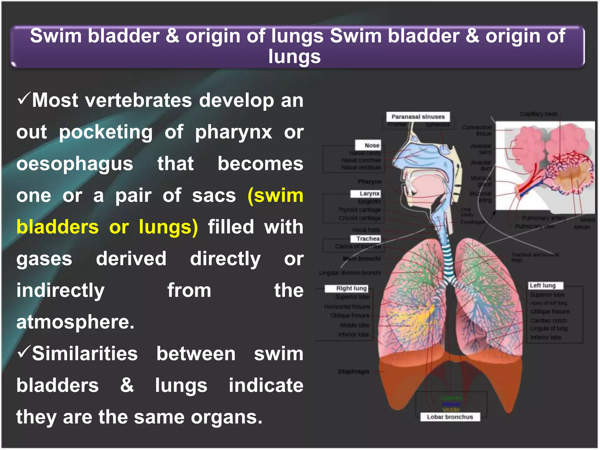 Comparative Anatomy of Respiratory System of Vertebrates | PPTX