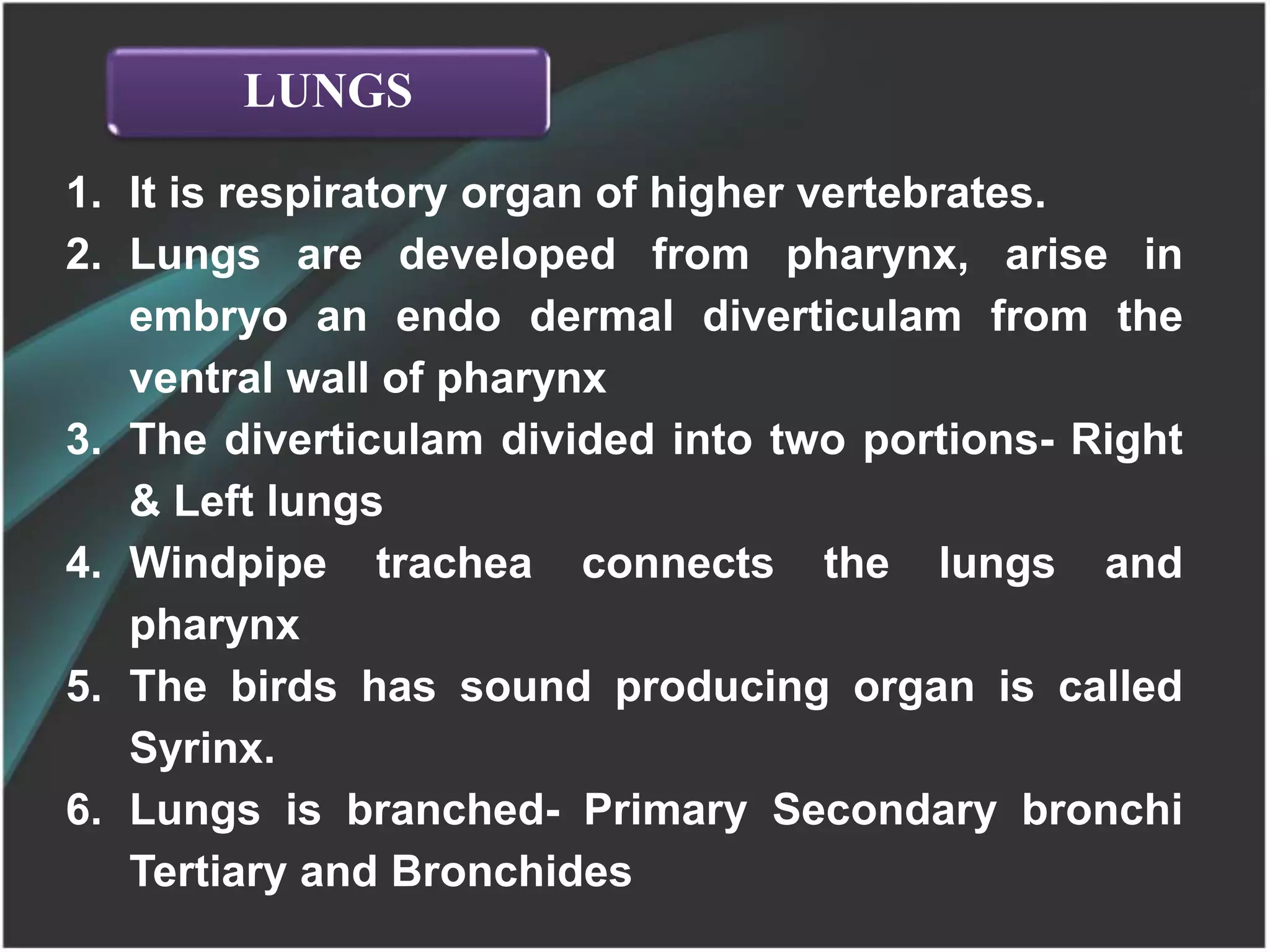 Comparative Anatomy of Respiratory System of Vertebrates | PPTX