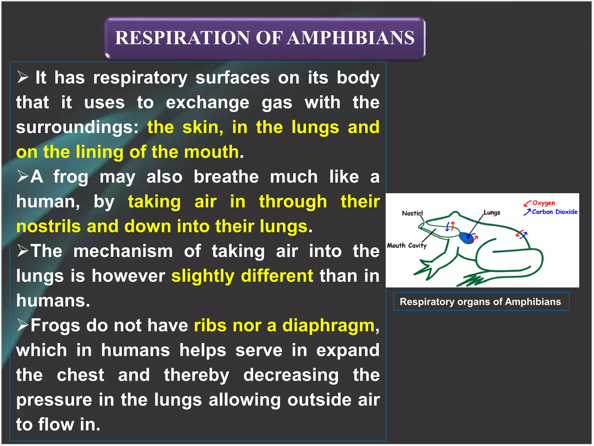Comparative Anatomy of Respiratory System of Vertebrates | PPTX
