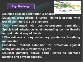 Comparative Anatomy of Respiratory System of Vertebrates | PPTX