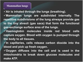 Comparative Anatomy of Respiratory System of Vertebrates | PPTX
