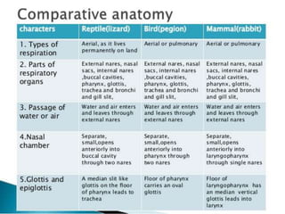Comparative Anatomy of Respiratory System of Vertebrates | PPTX