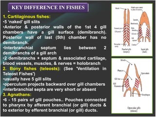 Comparative Anatomy of Respiratory System of Vertebrates | PPTX