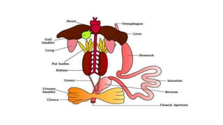 Comparative Anatomy of Stomach in Vertebrates.pptx.pdf