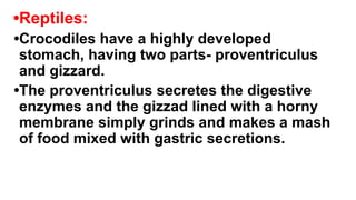 Comparative Anatomy of Stomach in Vertebrates.pptx.pdf