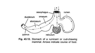 Comparative Anatomy of Stomach in Vertebrates.pptx.pdf