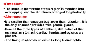 Comparative Anatomy of Stomach in Vertebrates.pptx.pdf