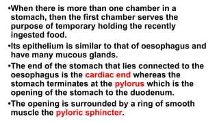 Comparative Anatomy of Stomach in Vertebrates.pptx.pdf