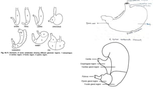 Comparative Anatomy of Stomach in Vertebrates.pptx.pdf
