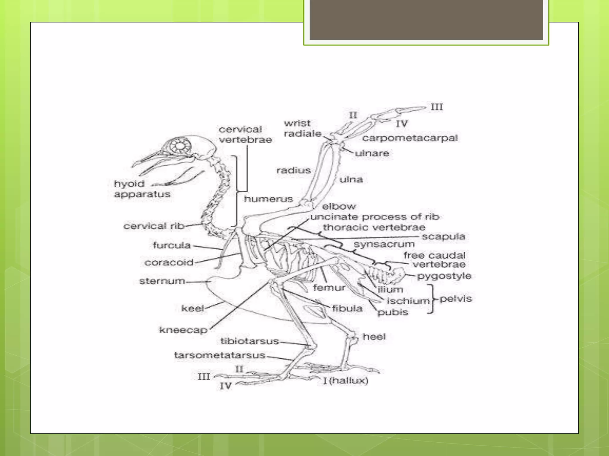 Comparative anatomy of vertebrates | PPTX