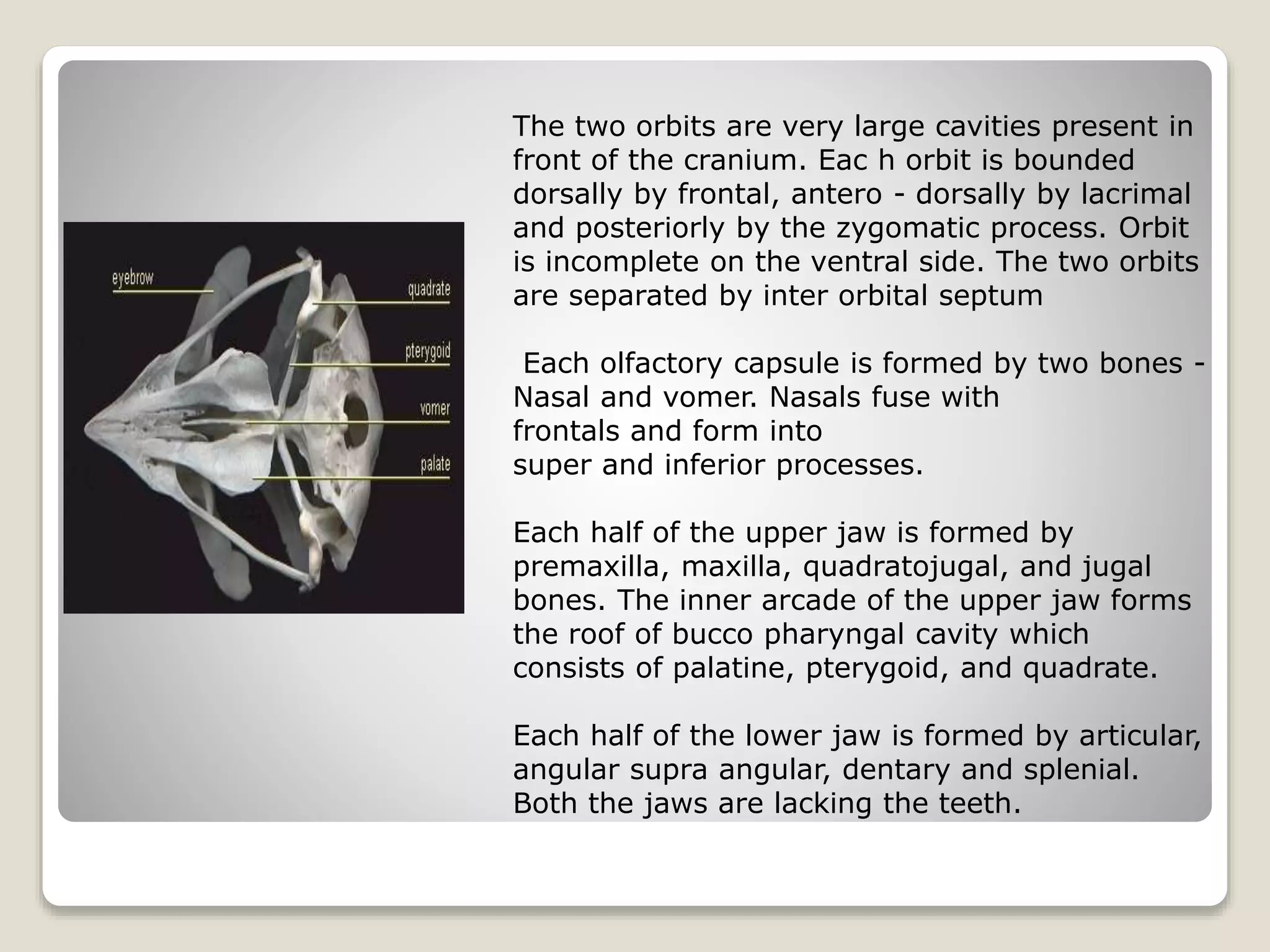 Comparative anatomy of vertebrates | PPTX