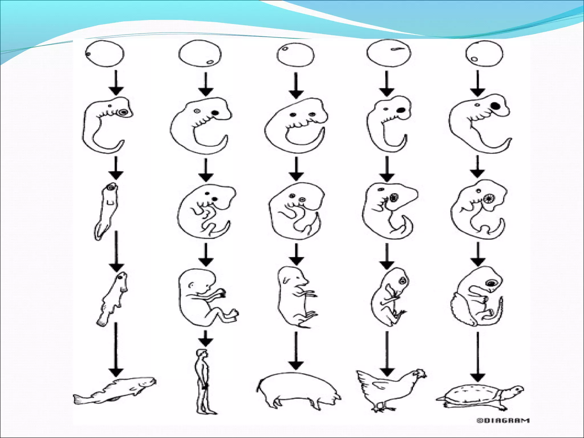 Comparative anatomy (skeletal system) | PPT