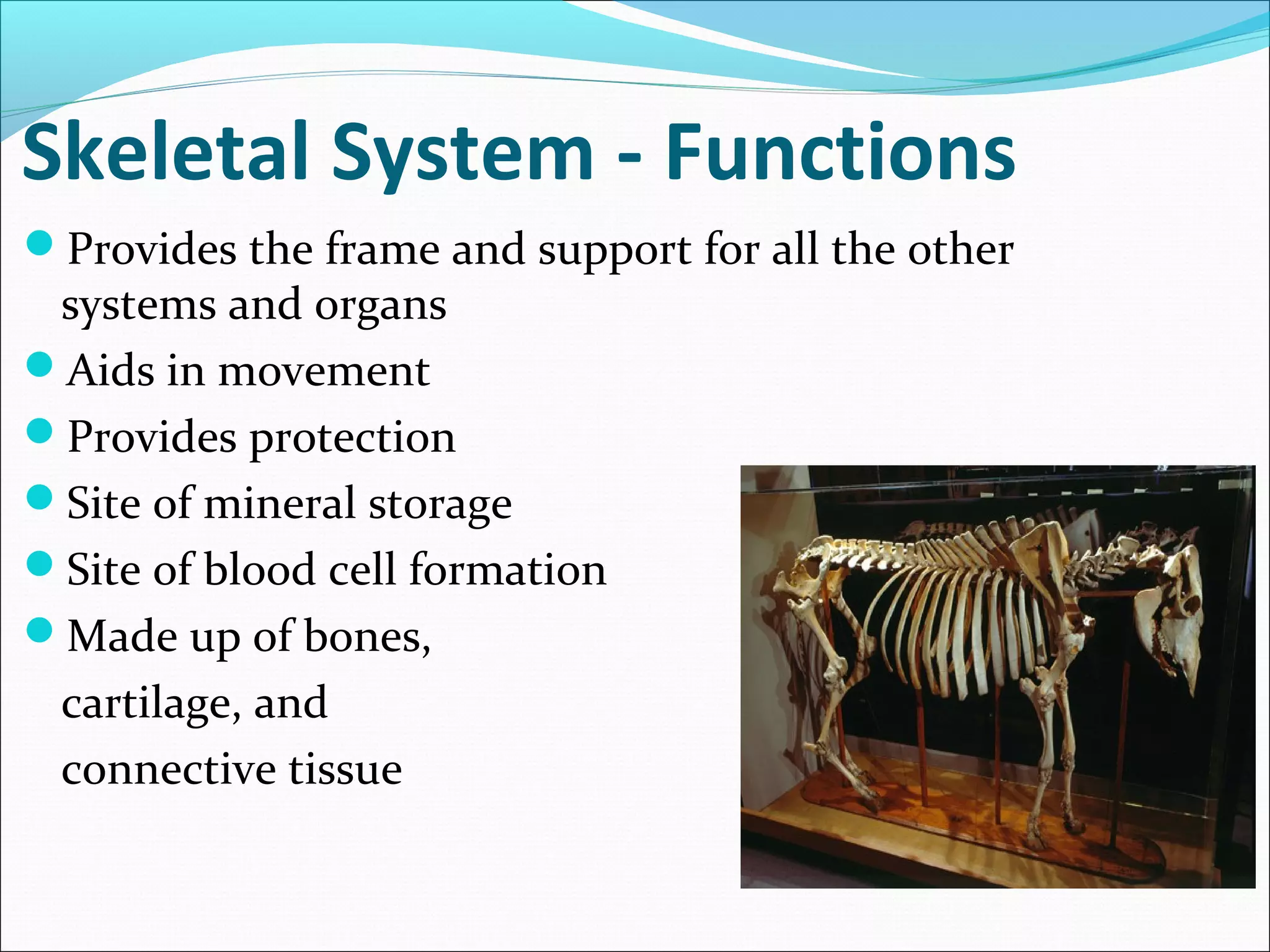 Comparative anatomy (skeletal system) | PPT