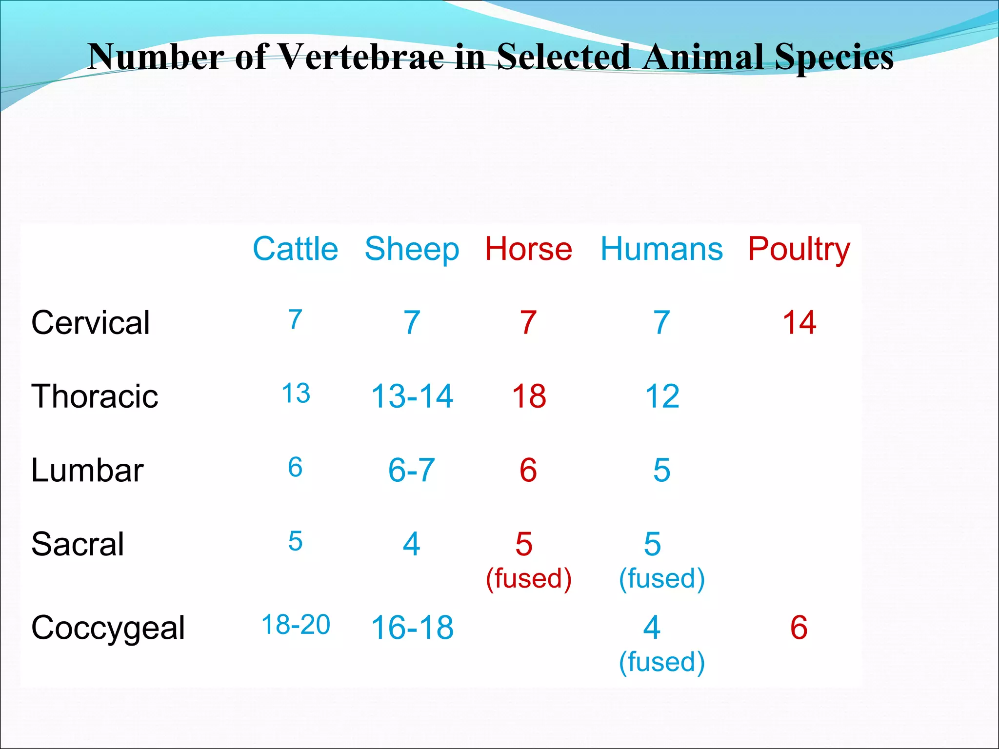 Comparative anatomy (skeletal system) | PPT