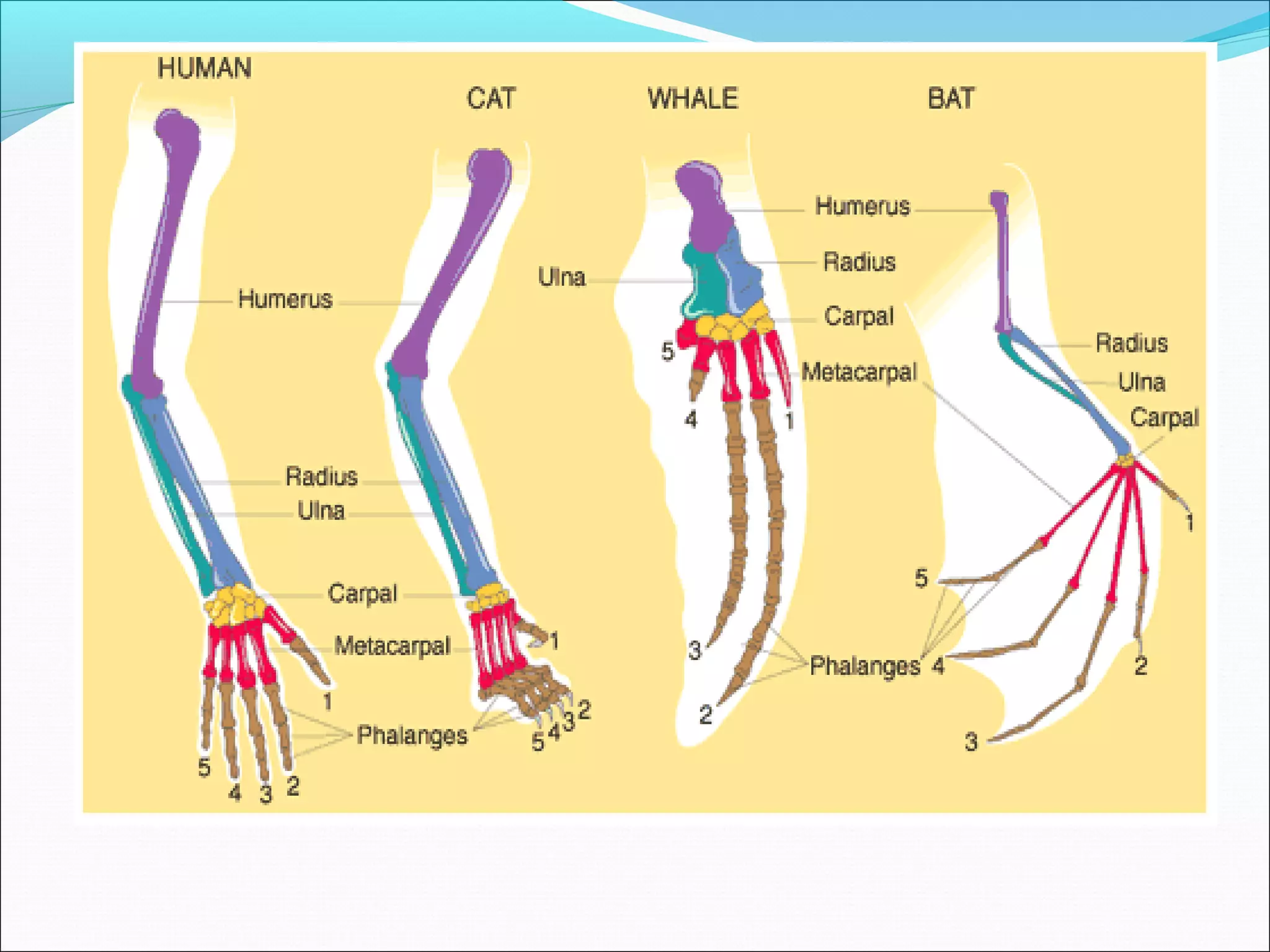 Comparative anatomy (skeletal system) | PPT