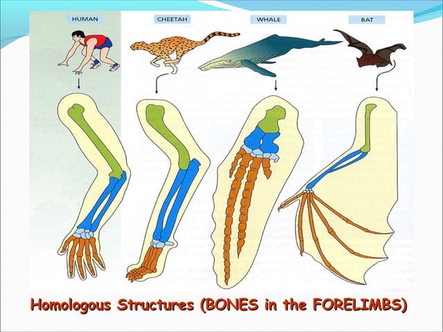 Comparative anatomy (skeletal system) | PPT | Biological Sciences | Science