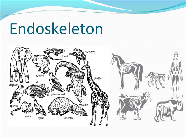 Comparative anatomy (skeletal system) | PPT | Biological Sciences | Science