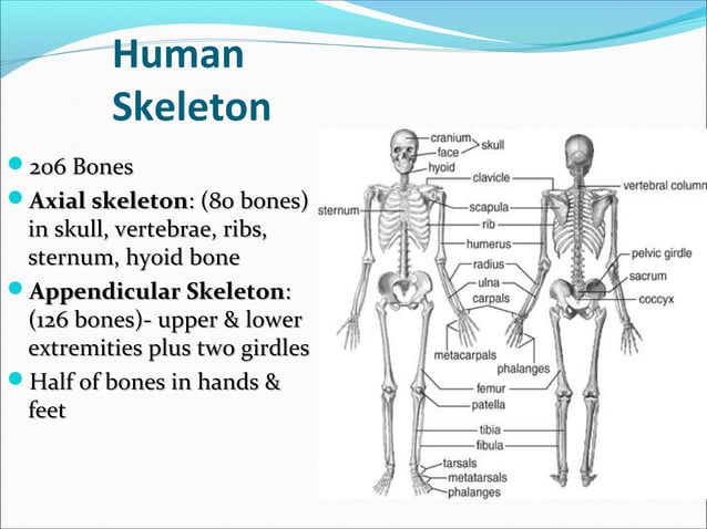 Comparative anatomy (skeletal system) | PPT | Biological Sciences | Science