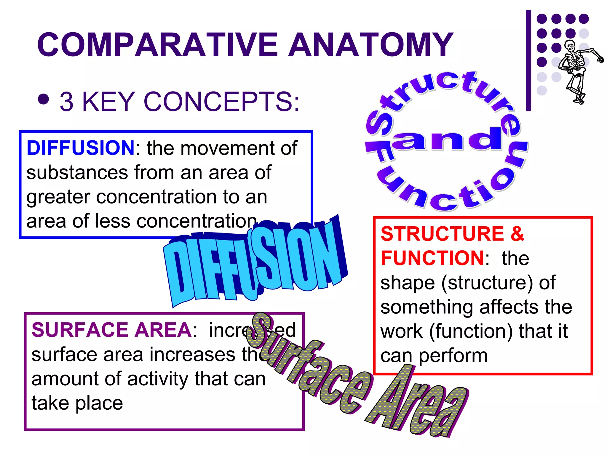 Comparative anatomy | PPT