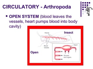 Comparative anatomy | PPT