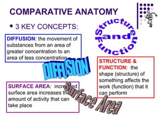 Comparative anatomy | PPT
