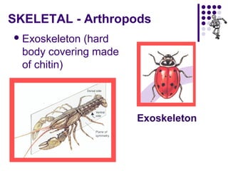 Comparative anatomy | PPT