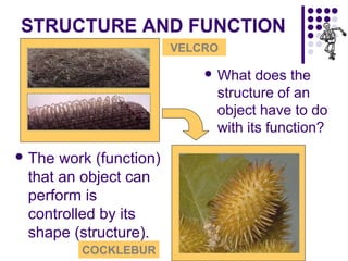 Comparative anatomy | PPT