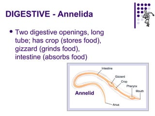 Comparative anatomy | PPT