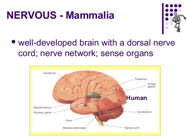 Comparative Brain Anatomy