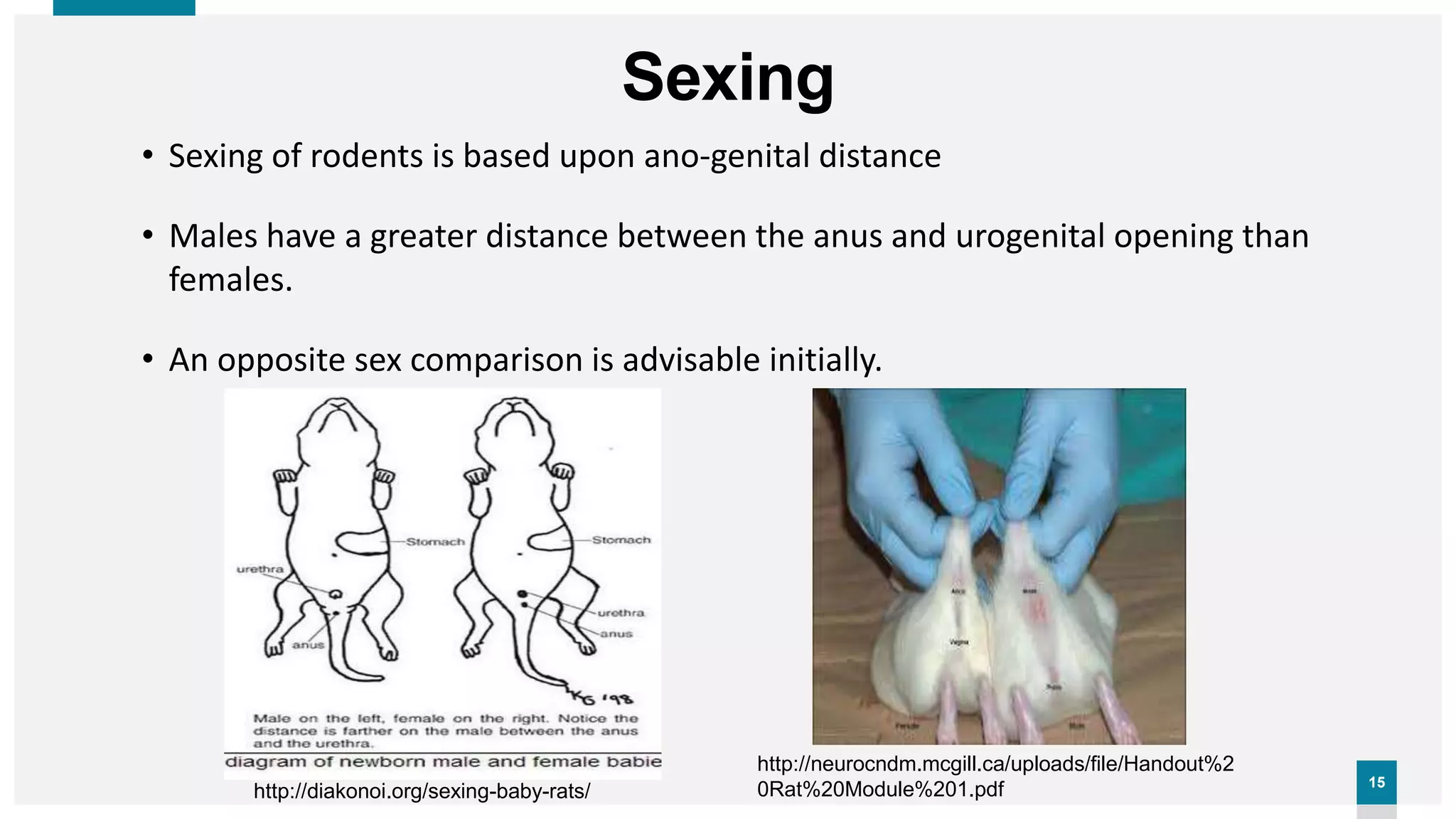 Comparative biology of rat and human | PPTX