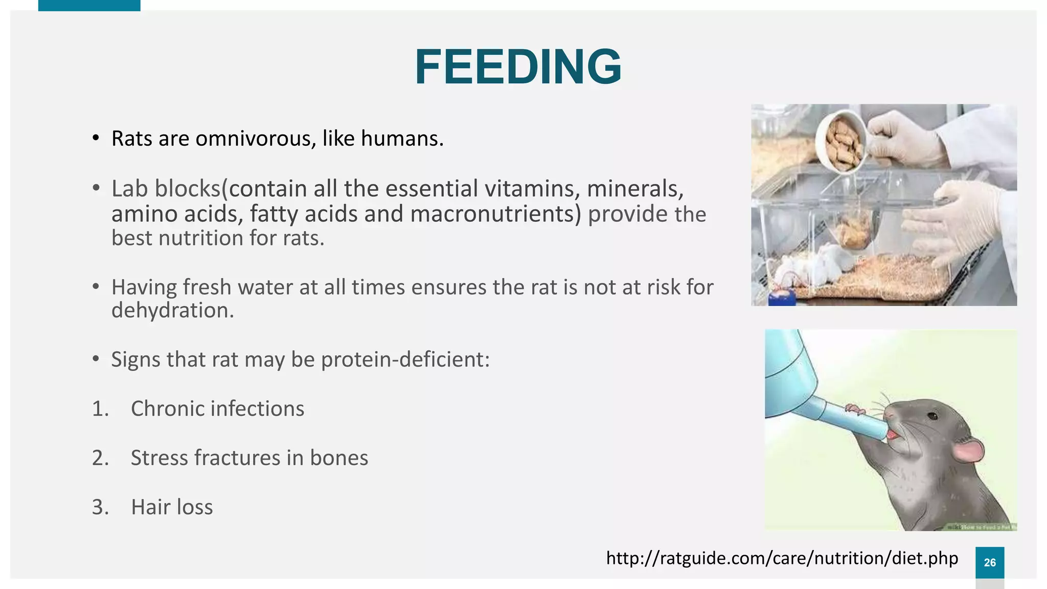 Comparative biology of rat and human | PPTX