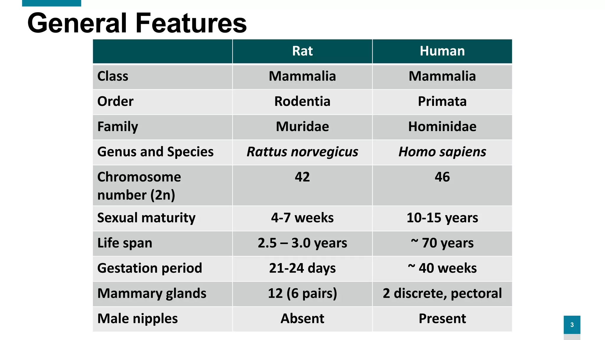 Comparative biology of rat and human | PPTX
