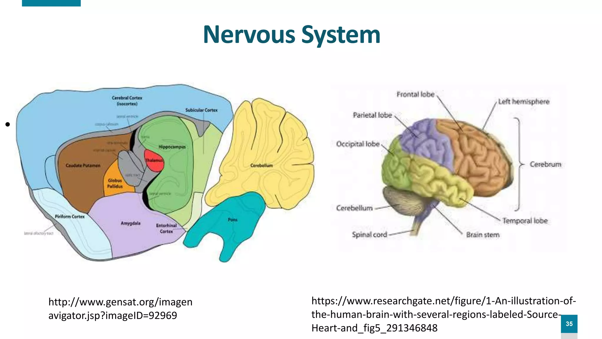 Comparative biology of rat and human | PPTX