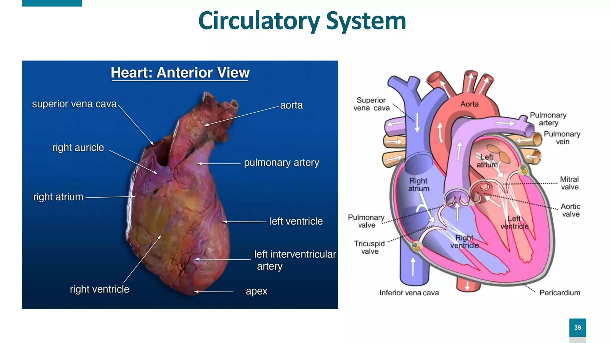 Comparative biology of rat and human | PPTX