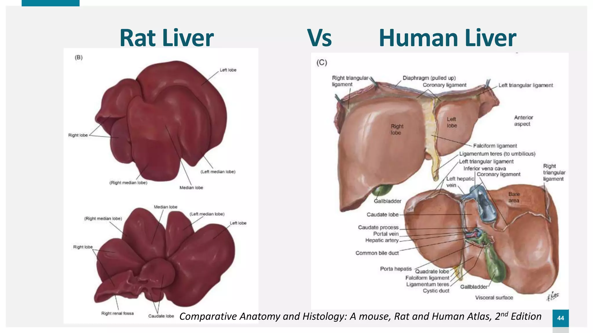 Comparative biology of rat and human | PPTX