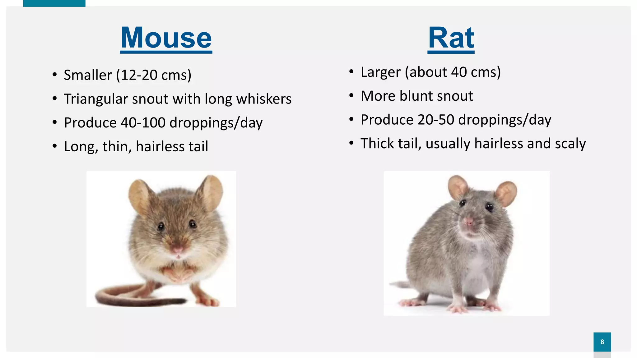 Comparative biology of rat and human | PPTX