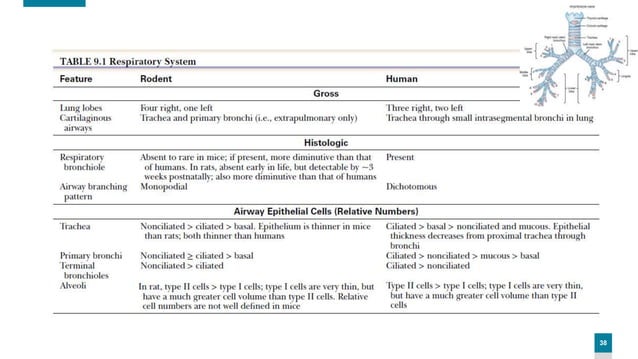 Comparative biology of rat and human | PPTX