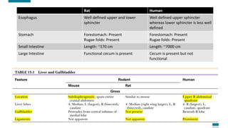 Comparative biology of rat and human | PPTX